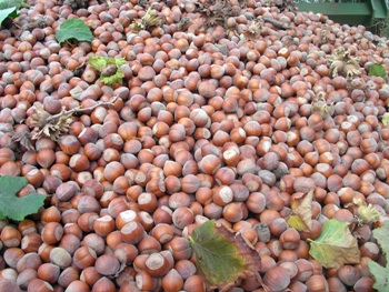 infoAgricultura. Butlletí d'informació diària del Departament d ...