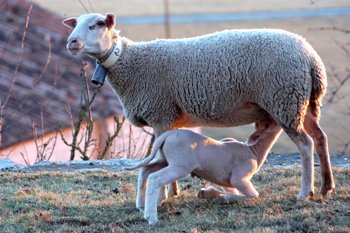 infoAgricultura. Butlletí d'informació diària del Departament d ...